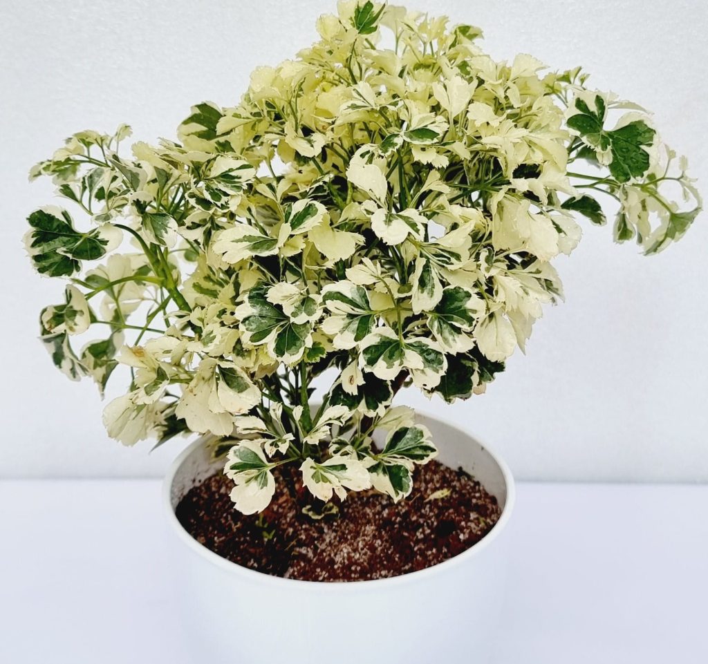 Aralia Variegated White-Mini